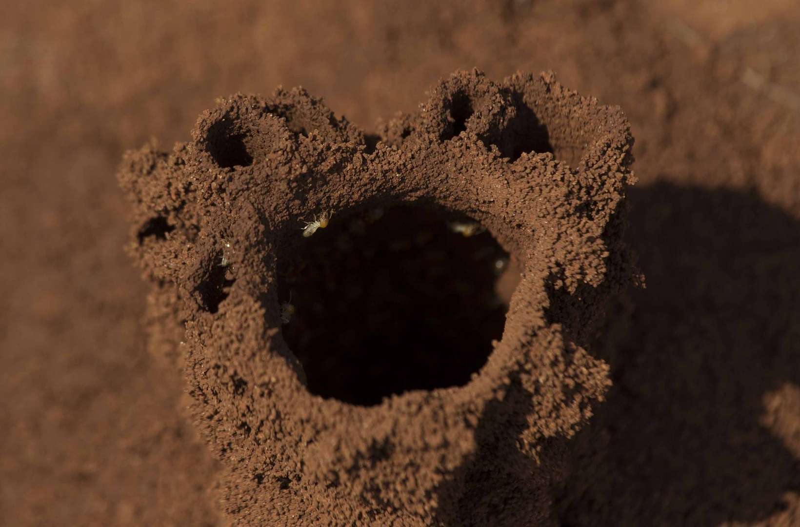 Cara Sederhana Membasmi Rayap di Rumah - Rumah Sae