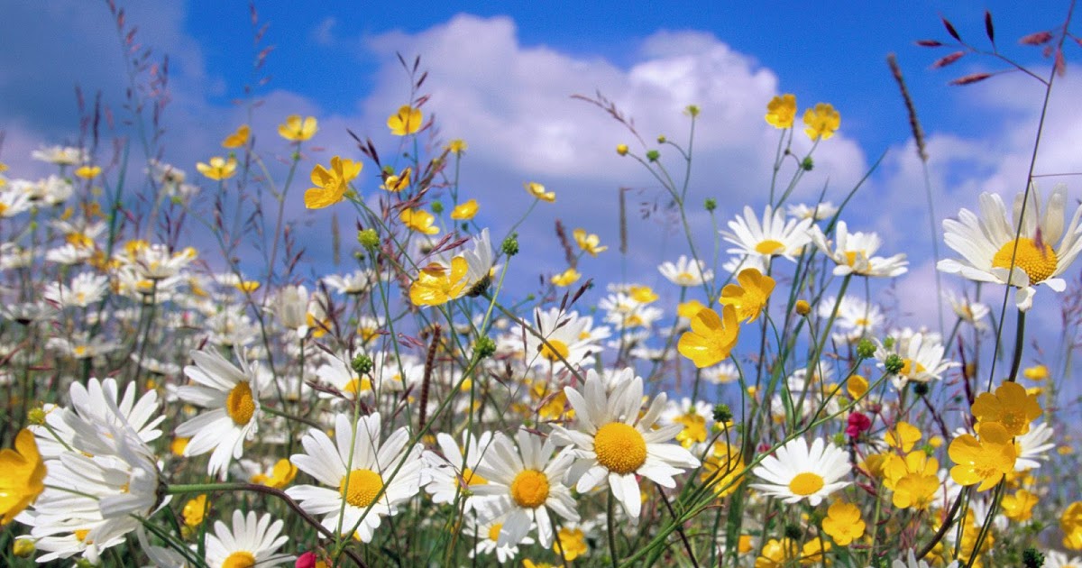 RaimunDatos dienoraštis: VASARA VASARA