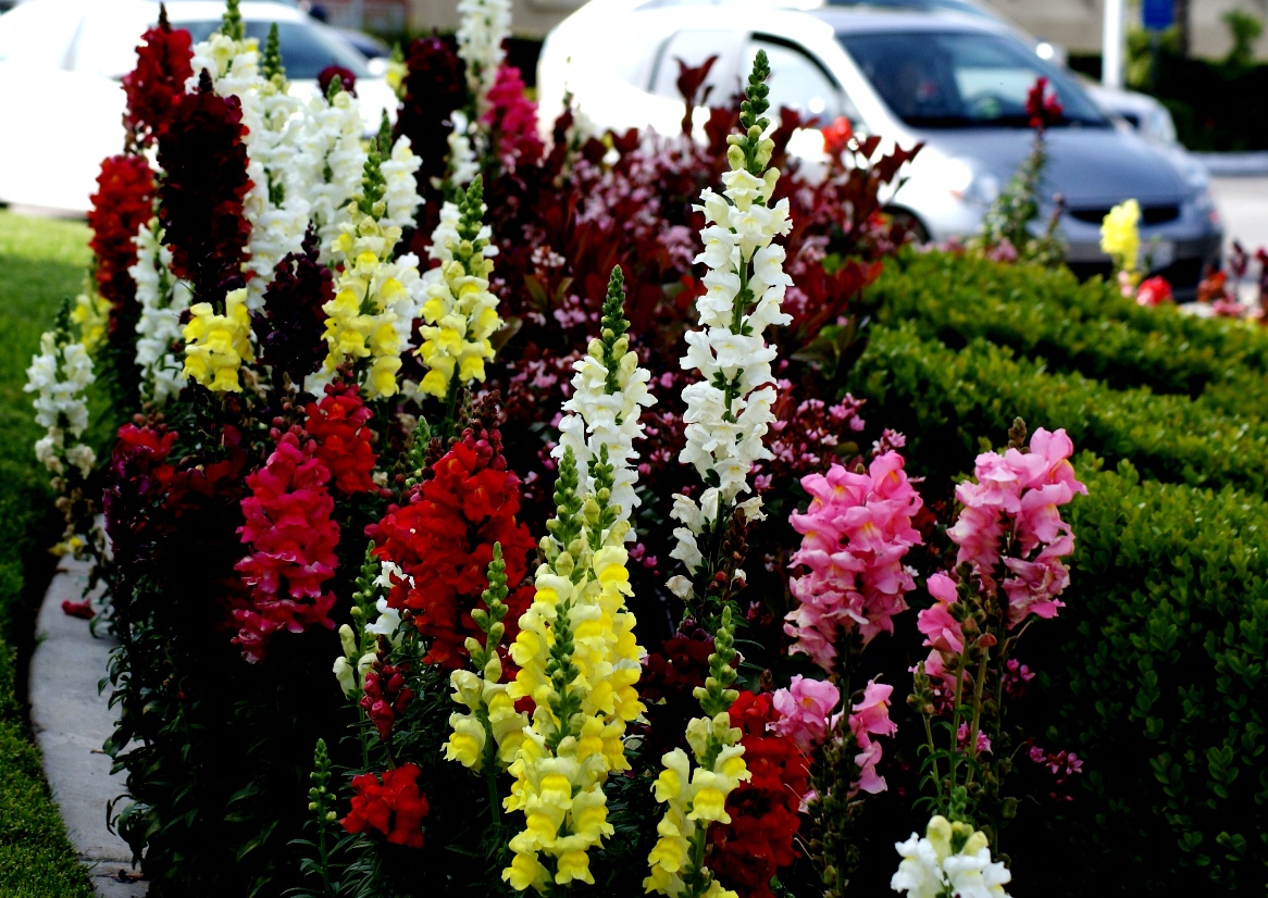 A photo, A thought............: Observation: Dainty flower beds..........