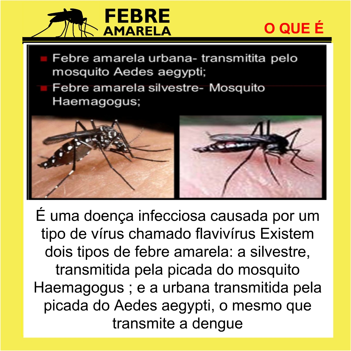 Tanto A Febre Amarela Quanto A Dengue - RETOEDU