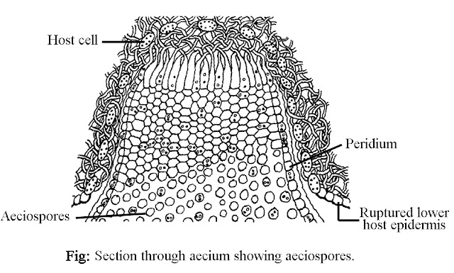 PUCCINIA - CLASSIFICATION, VEGETATIVE STRUCTURE, REPRODUCTION, ECONOMIC ...