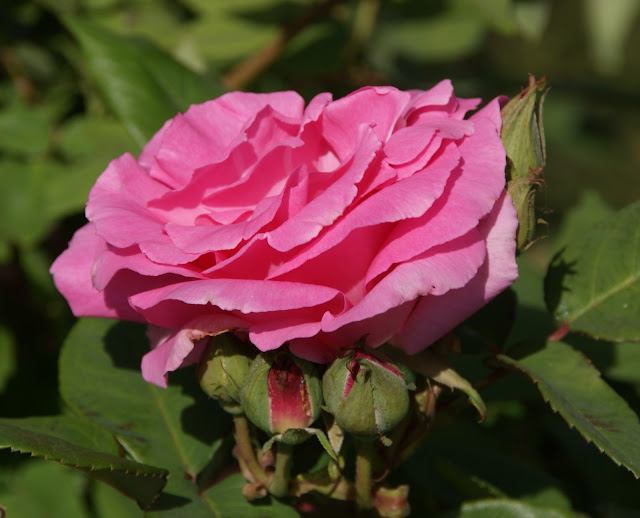Organic Garden Dreams: Rose of the Month: 'Zephirine Drouhin'