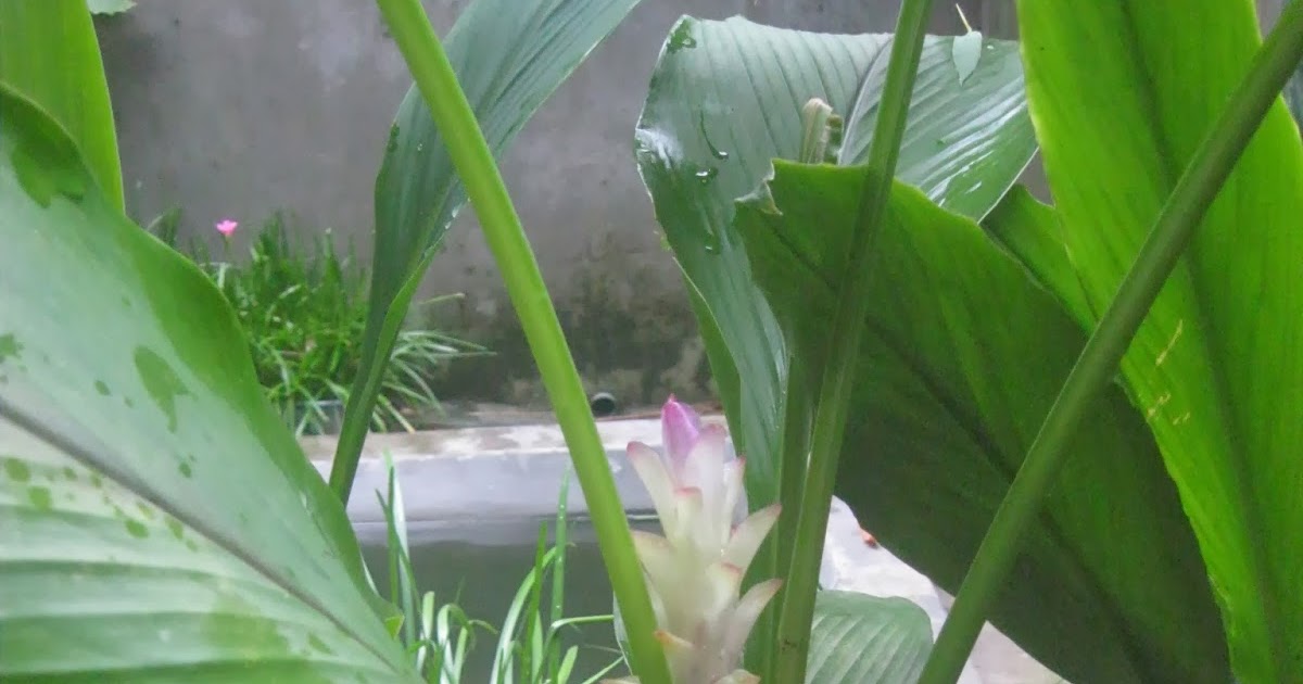 bua ngai +: Ngải Hổ