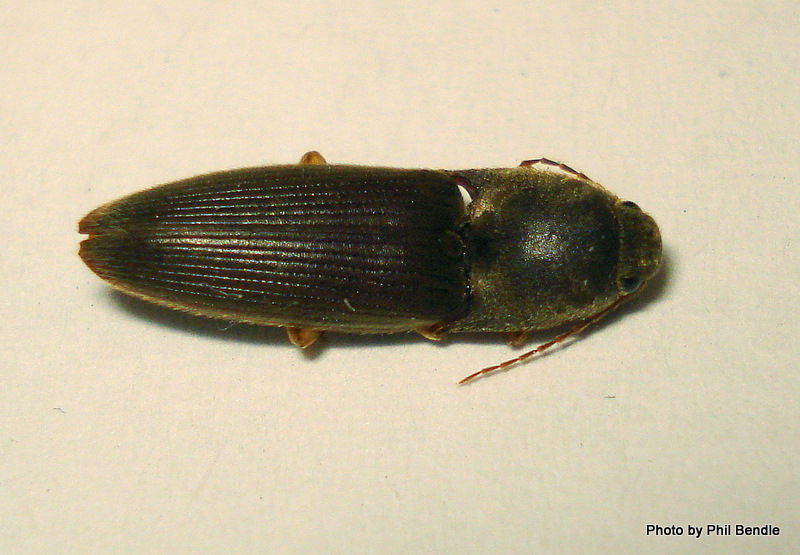 ගලායන ජීවිතය: ටික්කො එක්ක සෙල්ලම් කරල තියනවද?