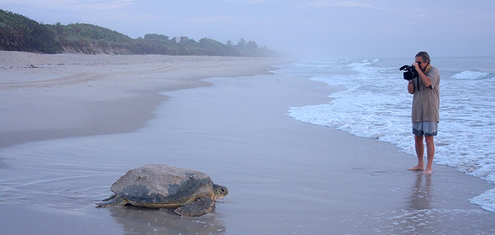 CENTURY21 Thomas - Real Estate Blog: Sea Turtle Documentary at North ...