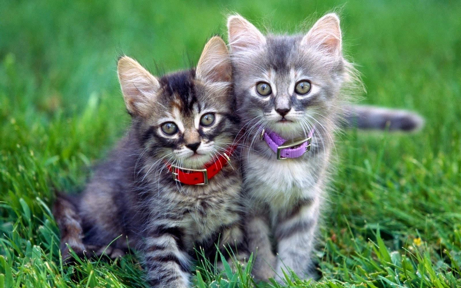 els animals i la natura