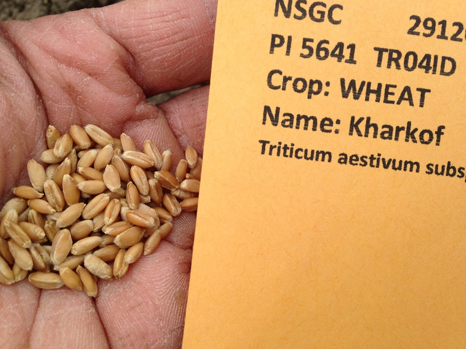 Anarchy Acres: 2017 Winter Wheat Test Plot