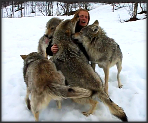 Friend My Dog: his Reunion Between a Girl and Her Wolves is a Must-See!