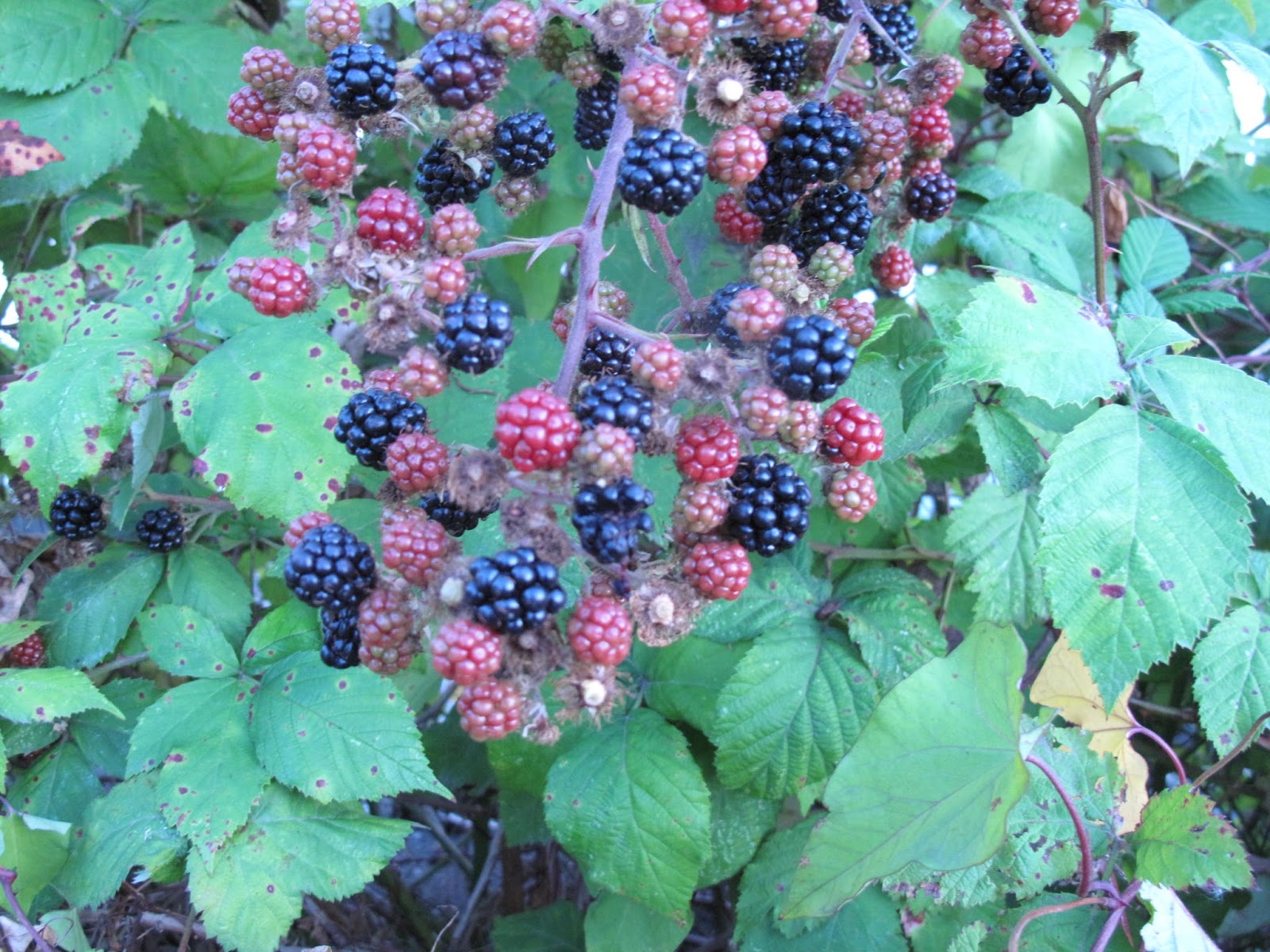 Maison Cote Blackberry Season Again