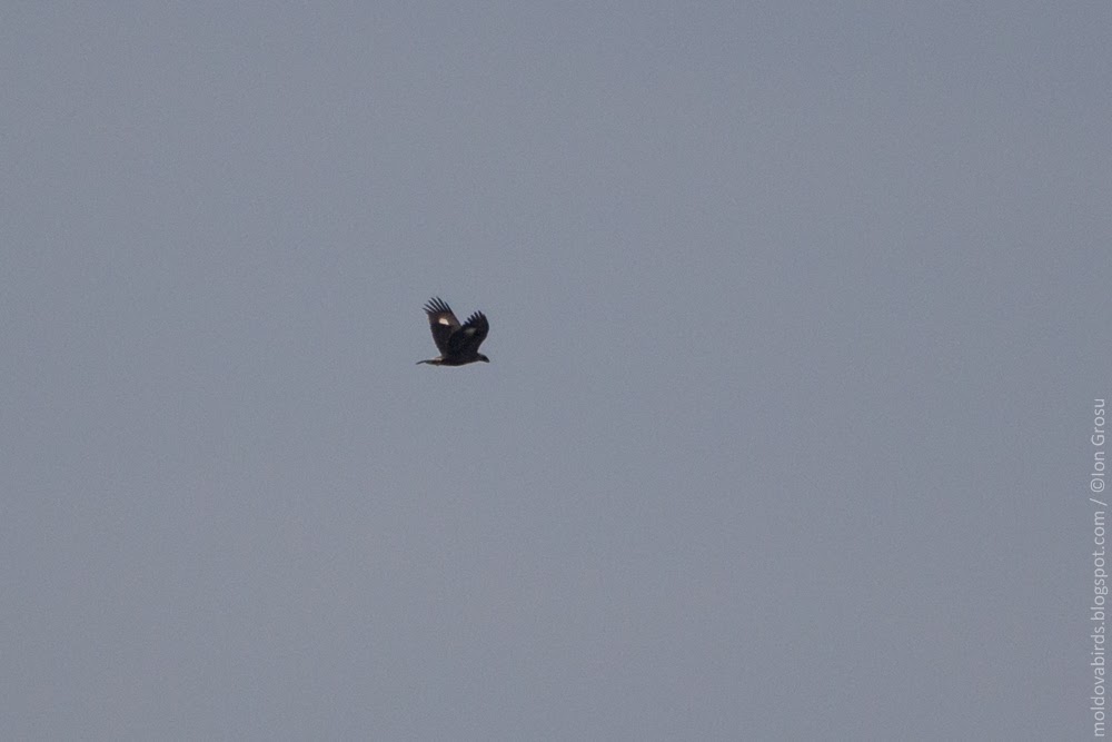 Păsări din Moldova: #167. Pajura