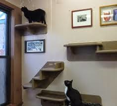 Good Mews from Dr. Flatley: CATification