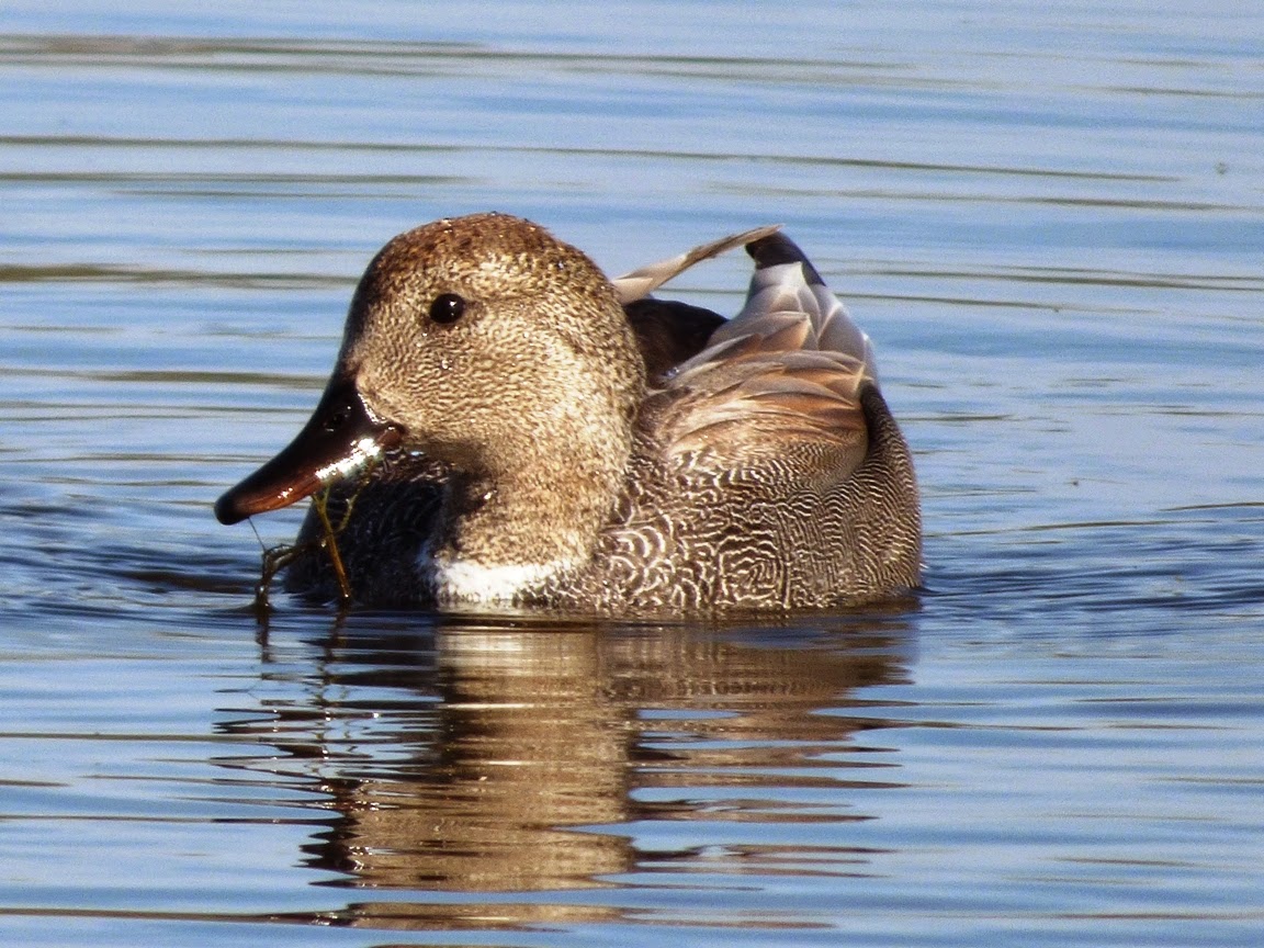 Geotripper's California Birds: Gadwalls at the Merced National Wildlife ...