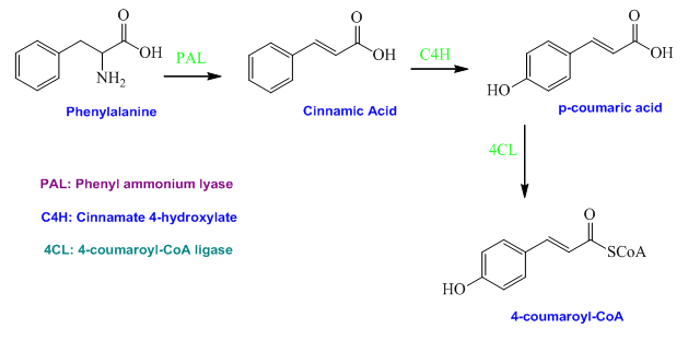 Chitra Karina Dewi: The Biosynthesis of Flavonoids