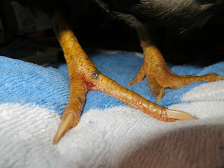 Finding Fifth: Chicken Foot Injuries