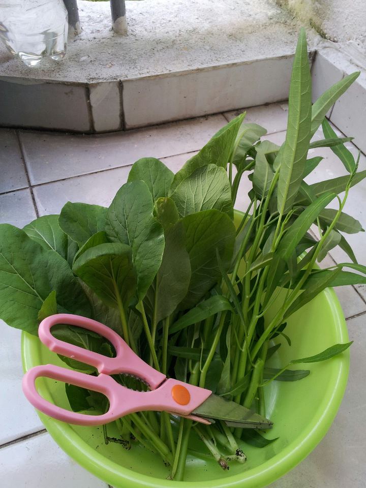 ~ KenangaN TerinDah ~ : TANAM SAYUR DI RUMAH