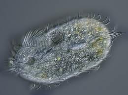 Parasitologos #2' (PAMKAN): Diferencias Entre Los Helmintos Y Los ...