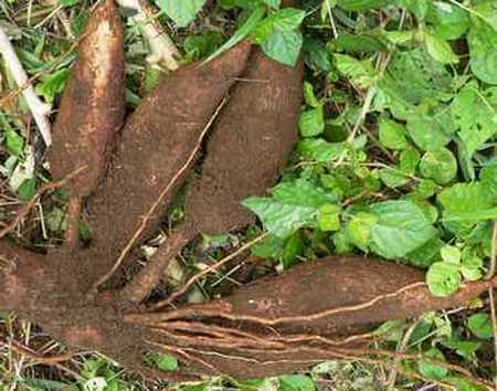 10 Common Poisonous Foods We Love To Eat