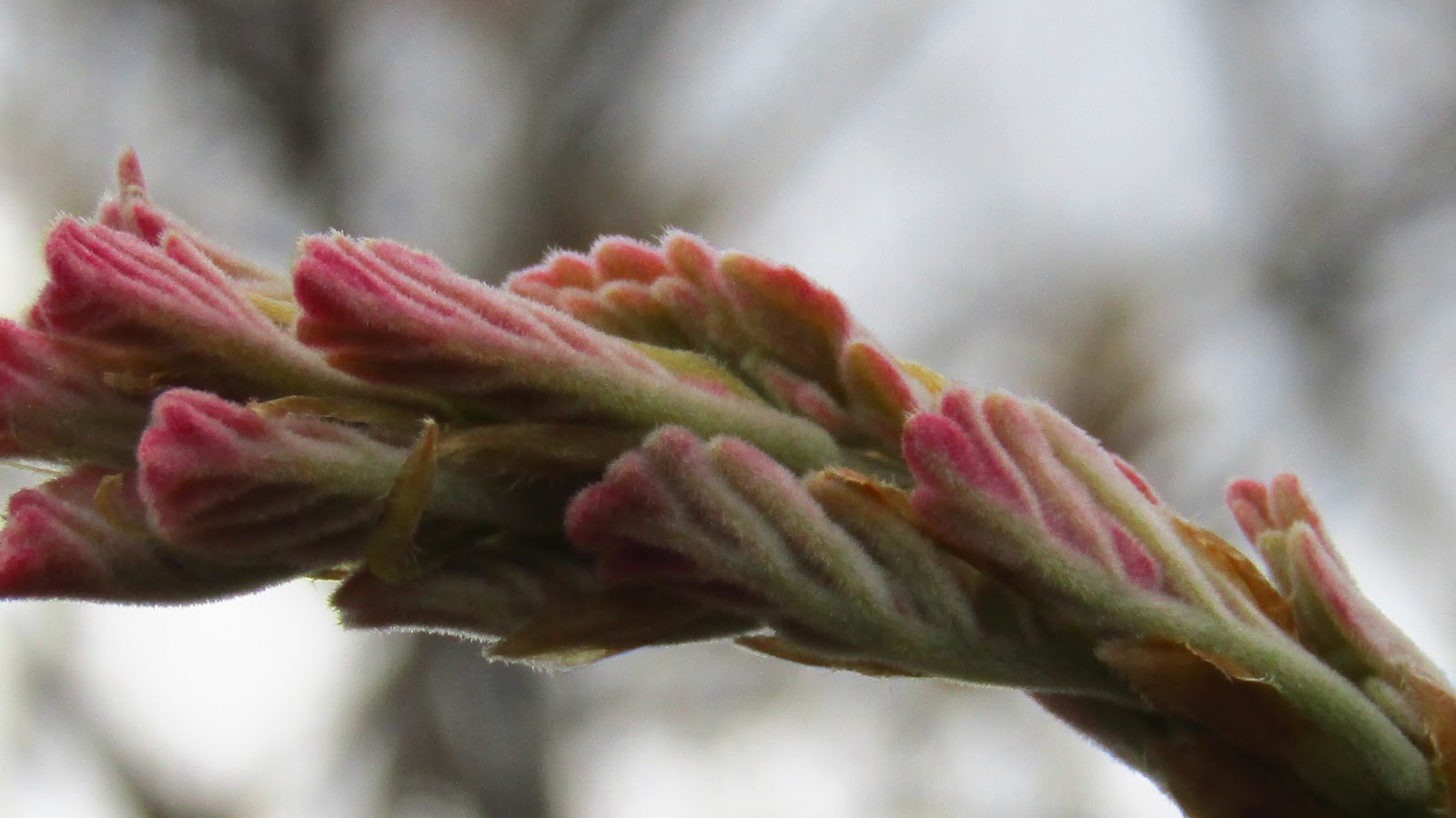 LA FINCA SALVAJE: HOJA ROBLE, ROSA SALVAJE.