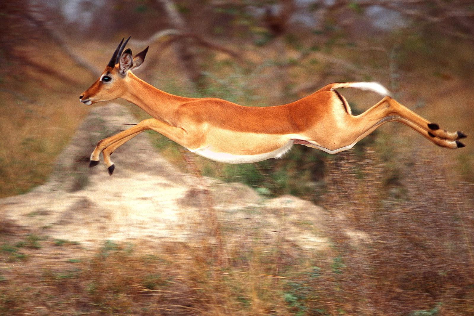 Amazing Wildlife New Photos | All Amazing