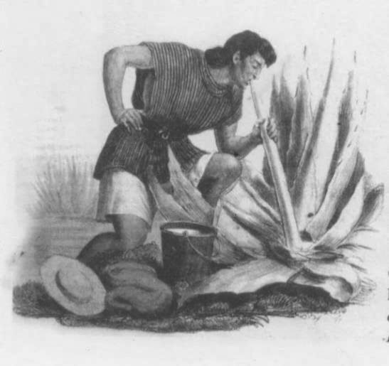 Terranova (Revista de Cultura, Crítica y Curiosidades) : Origen de la ...