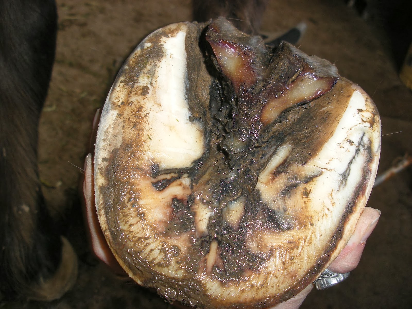 SD Barefoot Hoofcare: The Woes of Thrush