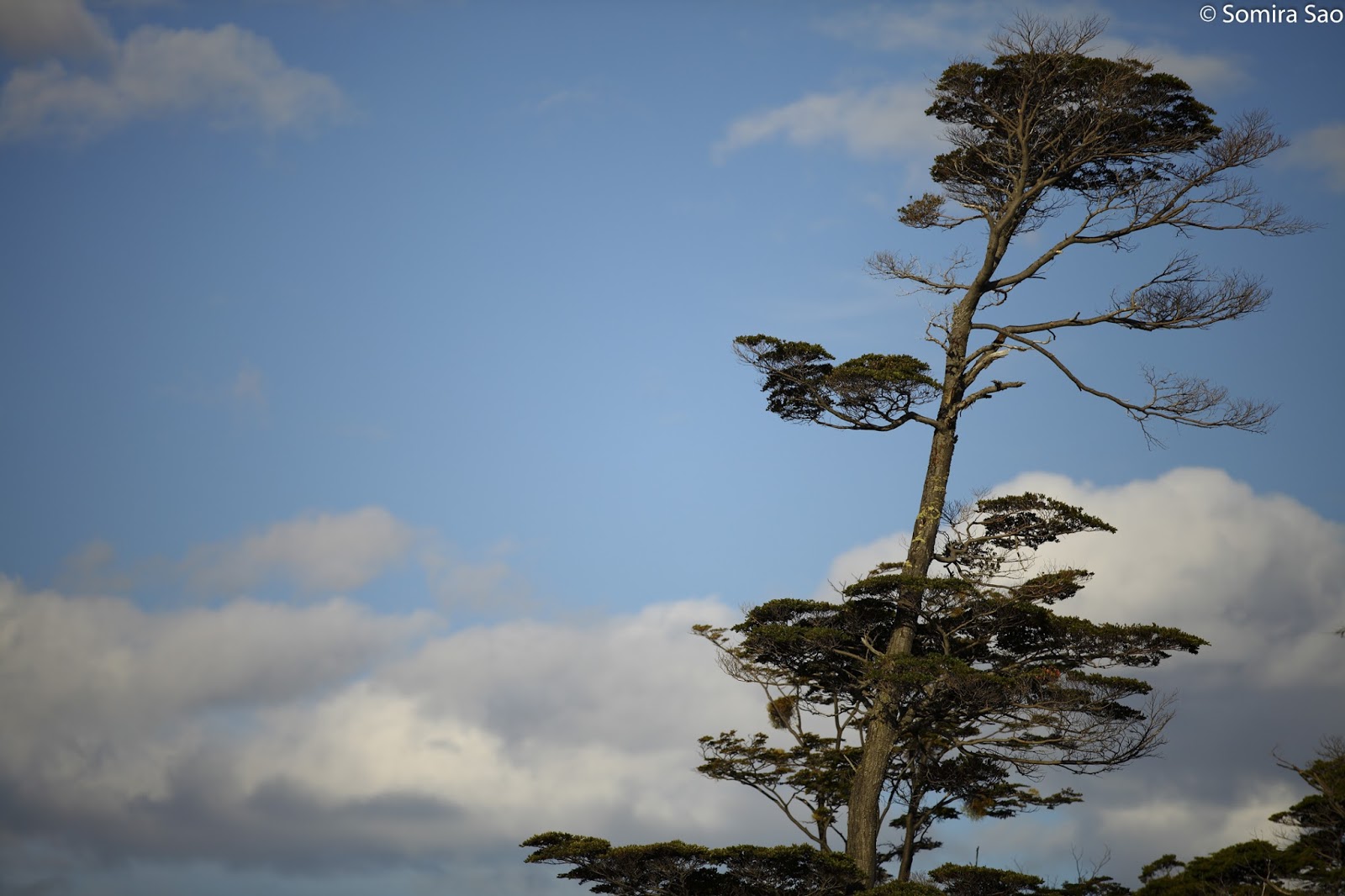 Anasazi Racing: coihue and summer clouds