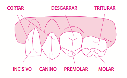 Nombre de los dientes y función ~ CLÍNICA UPLA 2018 PECHO SALAZAR