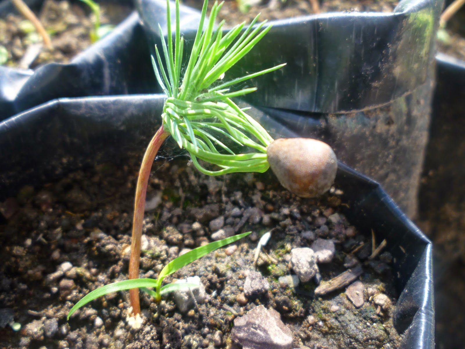 EL CULTIVO DEL PIÑON ~ Cooperativa Dehe Mahets´i