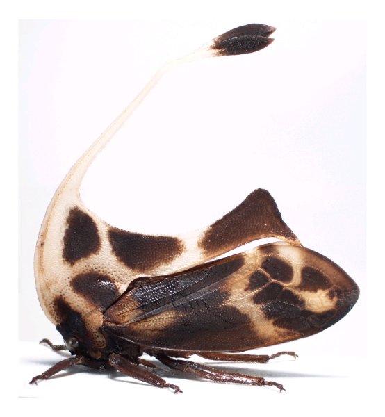 LO PIENSO, LO LEO, LO DIGO...: Insectos de "otro mundo" 27 fotos de ...