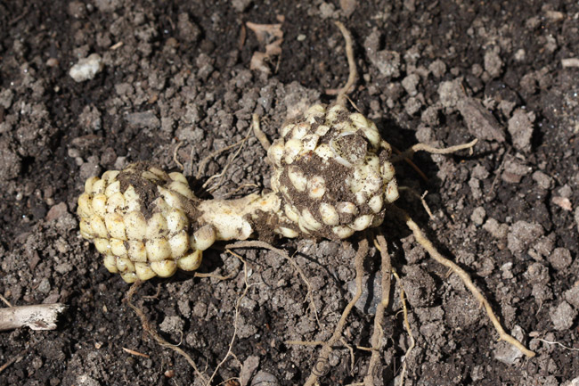 Wild into Suburbia: Turk's Cap Lily Roots
