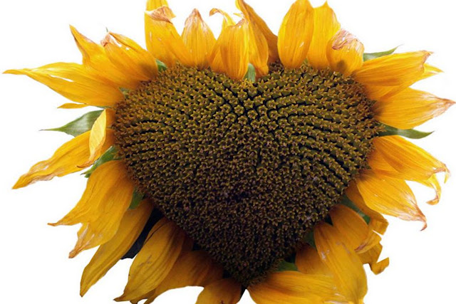 Amor en Flor - Imagenes de Amor