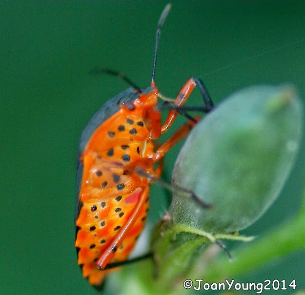 South African Photographs: Stink Bug (Caura rufiventris)