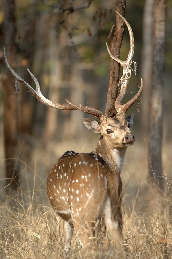 TVL: Animal da semana - Chital ou cervo manchado