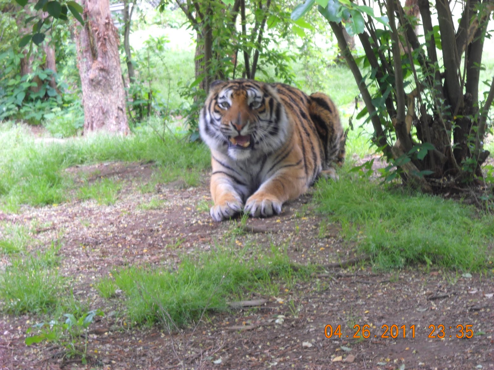 Keeping the Kids Busy in the Triangle: Carolina Tiger Rescue - Pittsboro