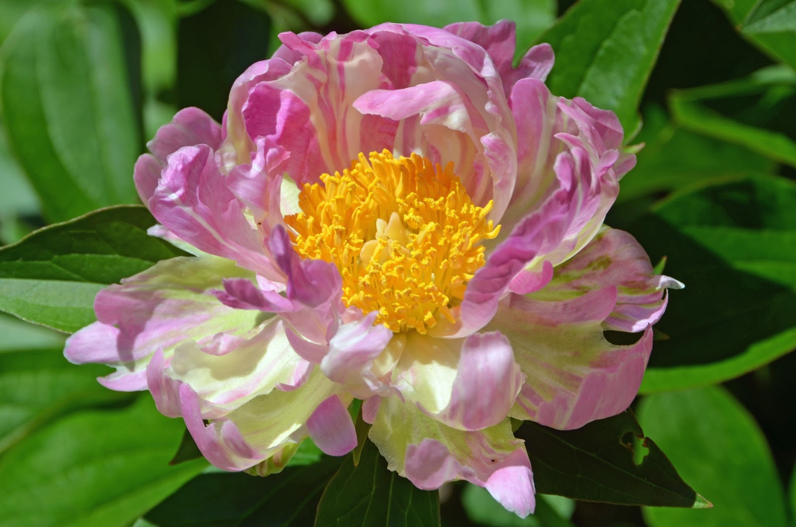 Southern Peony: 2016 Peony Blooms Mid - Week 4