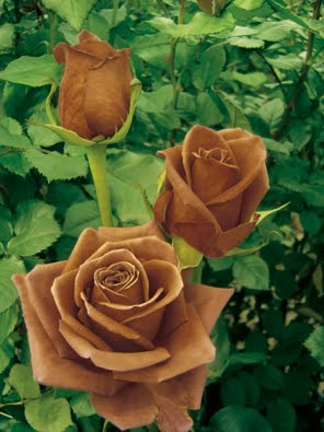 Wedding Flowers: Brown Roses Wallpapers 2012