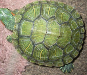 Rules of the Jungle: The Green Tortoise