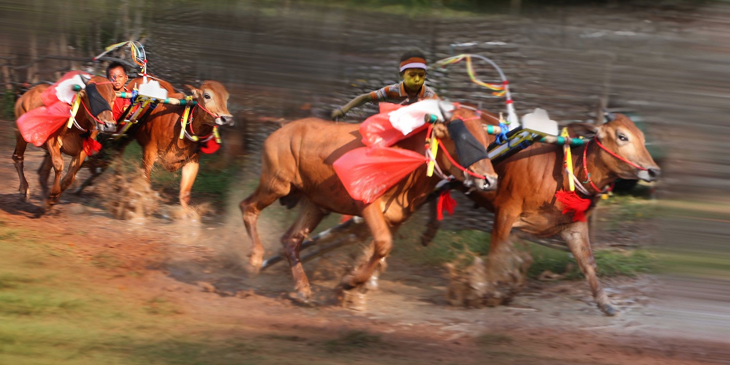 Kerapan Sapi : Traditional Bull-race in Madura