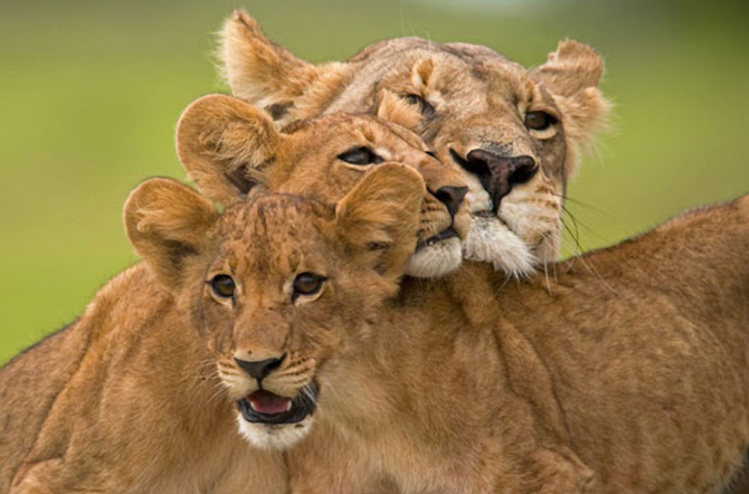 "Make your right connection today.......": Beautyful Animal Birds ...