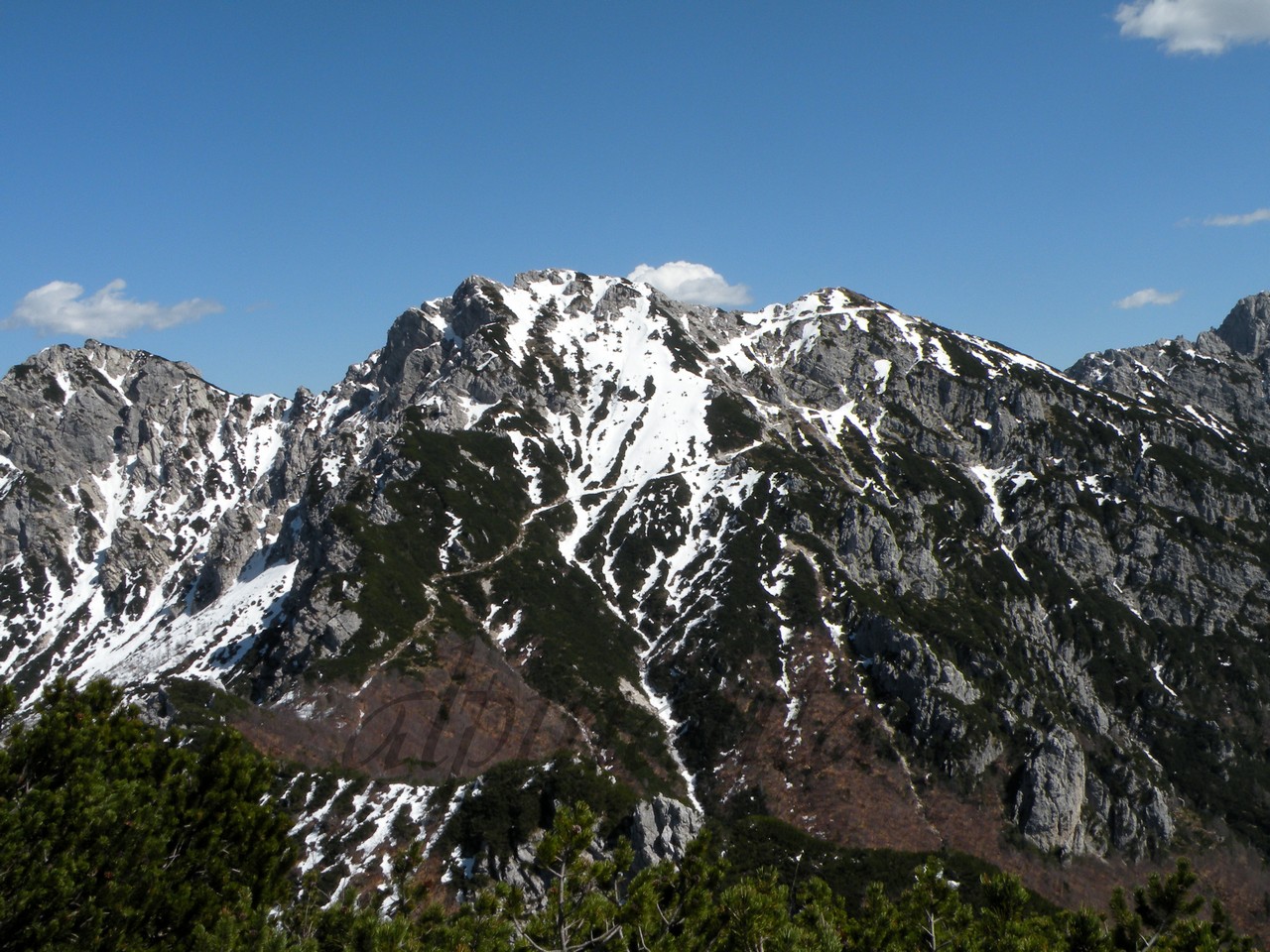 alpinauta: Un nido tra i mughi della Val Alba