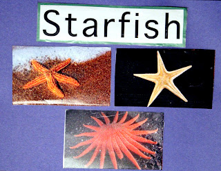 Brilliant Bundles: Preschool Starfish Activities for an Ocean Theme