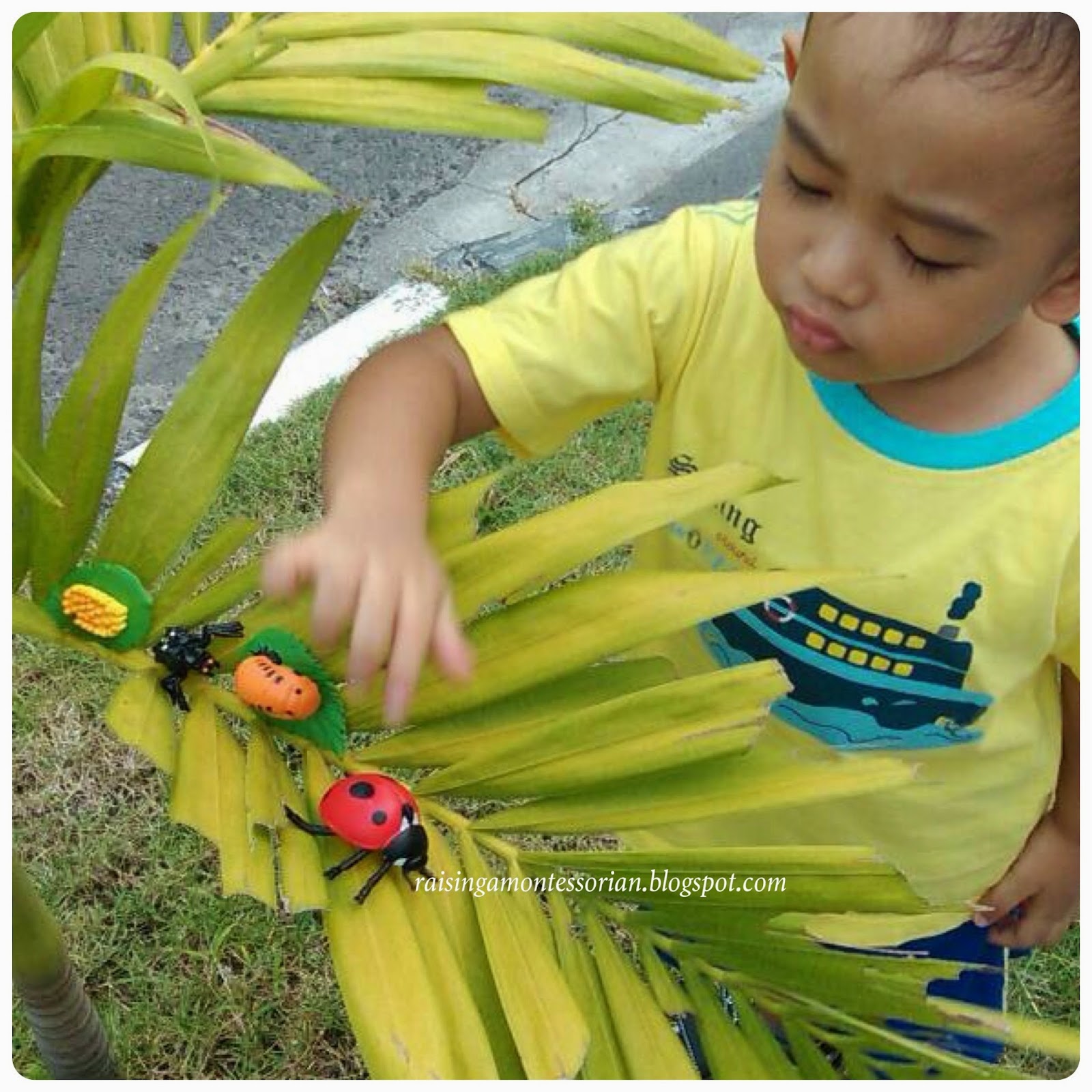 Raising A Montessorian: Science: Life Cycle of a Ladybug