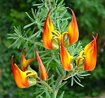 22+ Baru Bunga Yang Melambangkan Harapan, Gambar Bunga