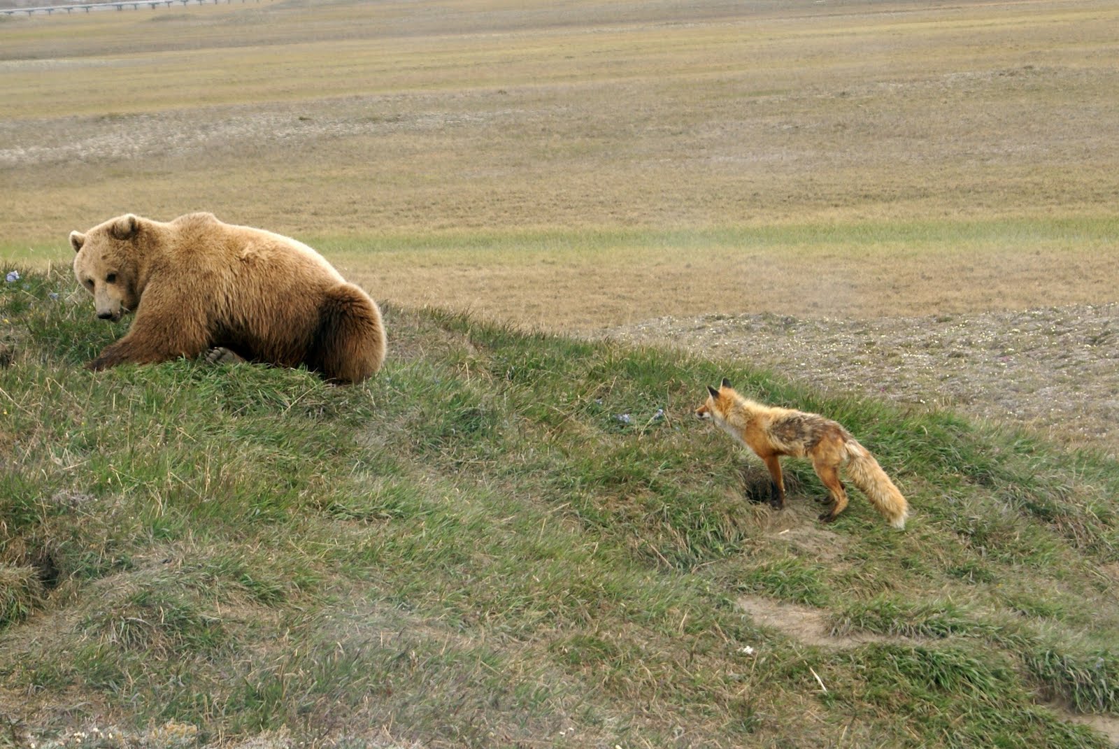 Random Stone: Fox and the Bear