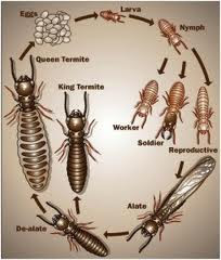 konsultasi sawit: Siklus Hidup Rayap