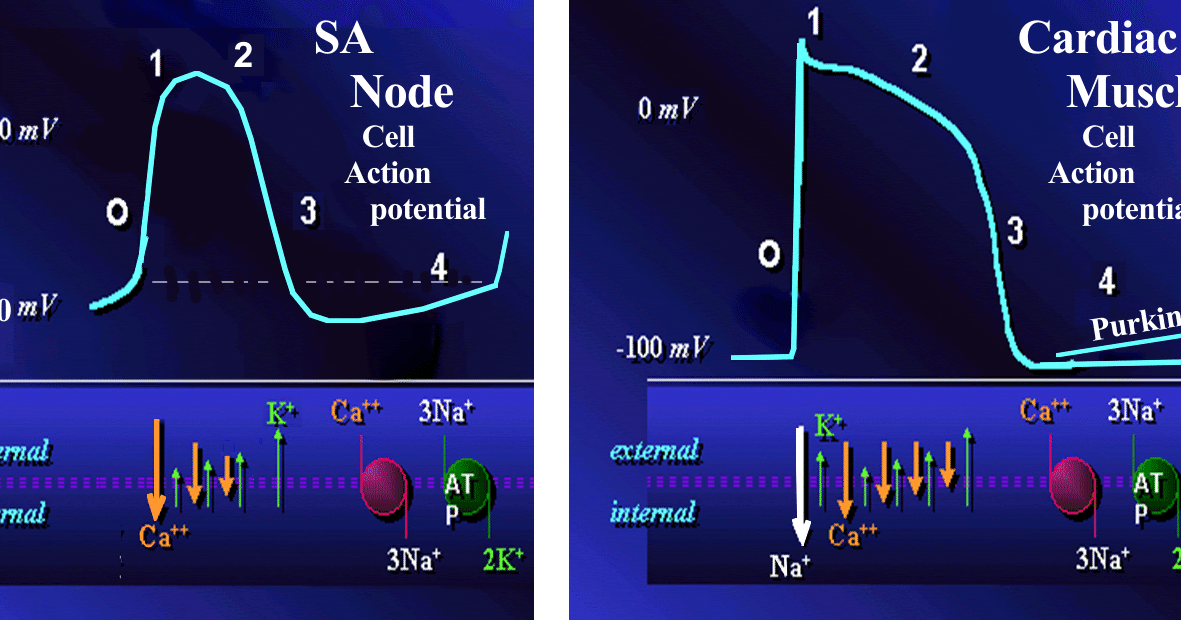 Action Potential Gif