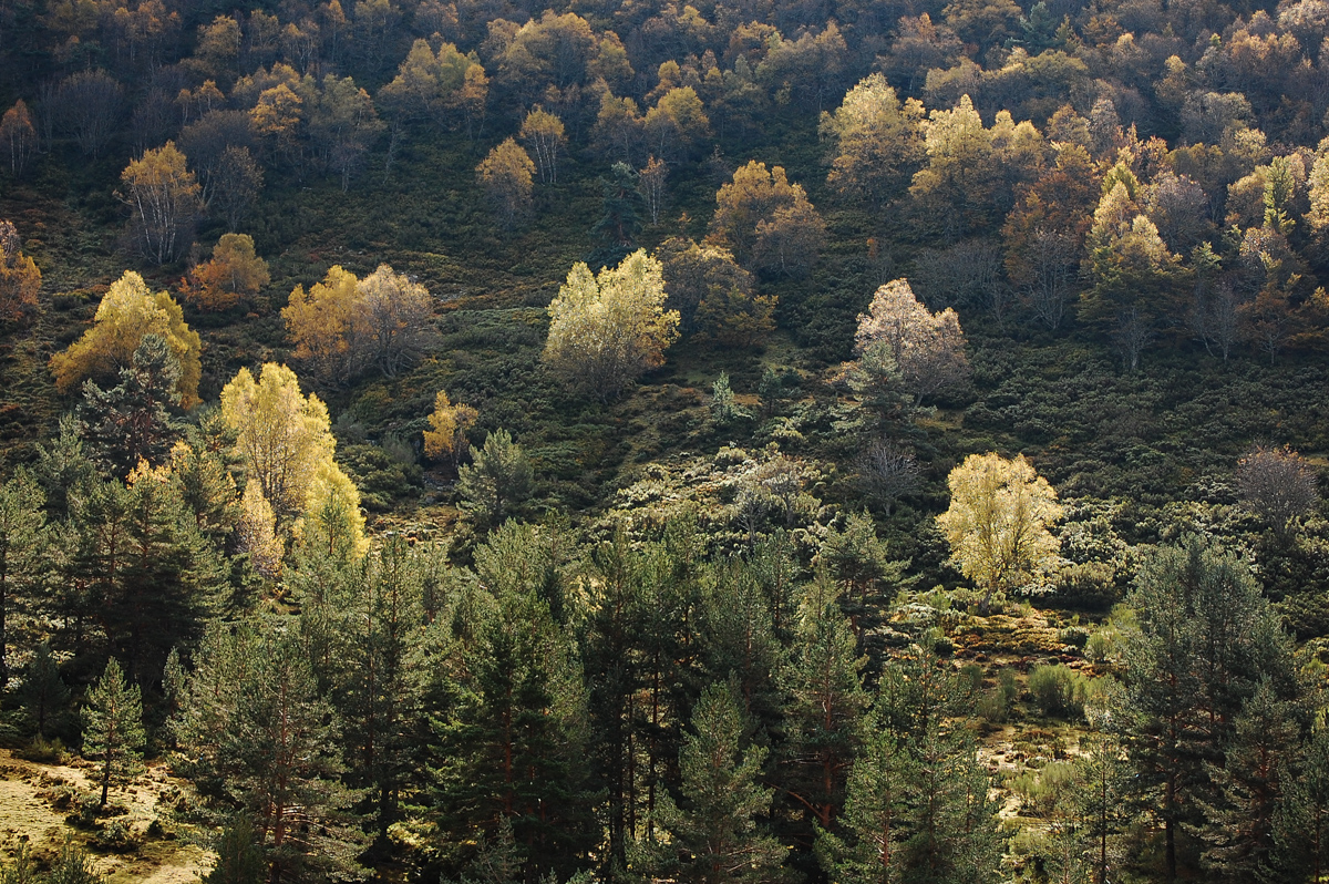 ALMANAQUE NATURAL: enero 2016