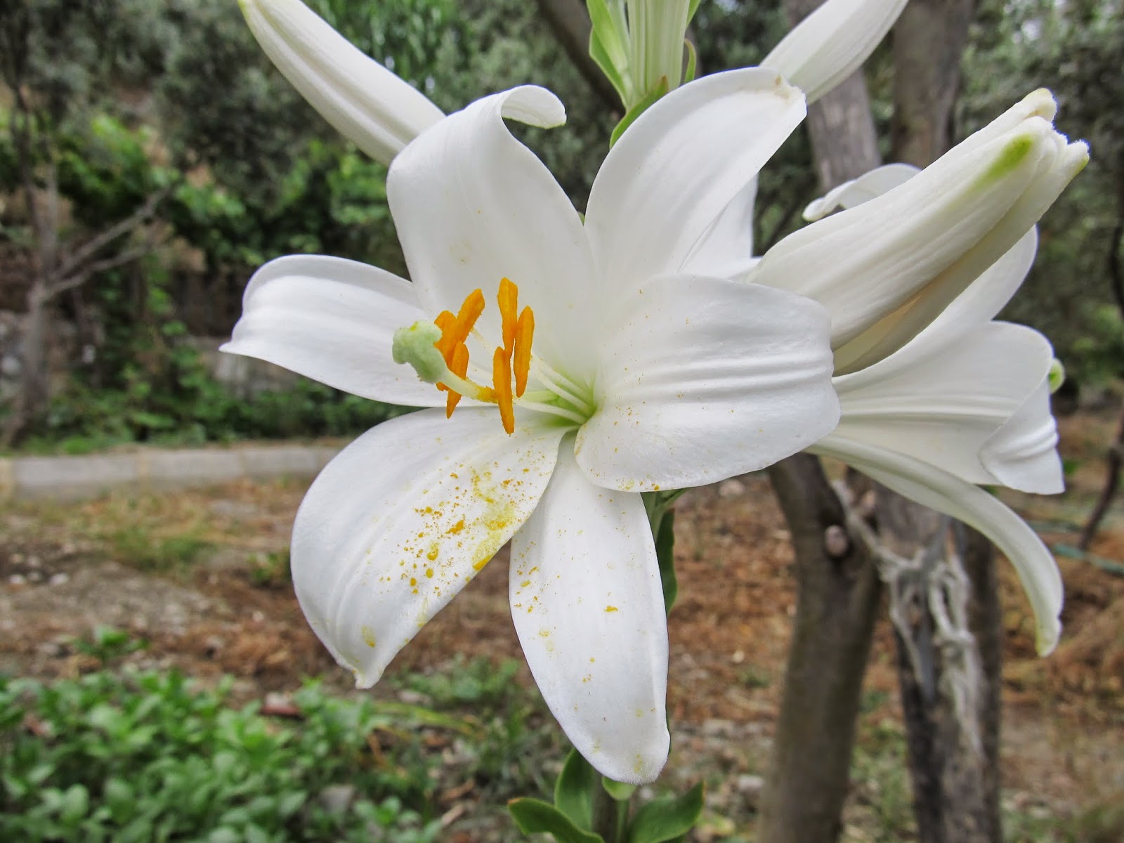 Cittaslow Botanik Park: ZAMBAK ( Lilyum )