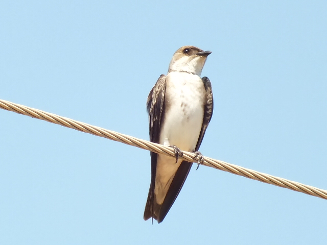 Observando Aves!: Andorinha-do-campo (Progne tapera)