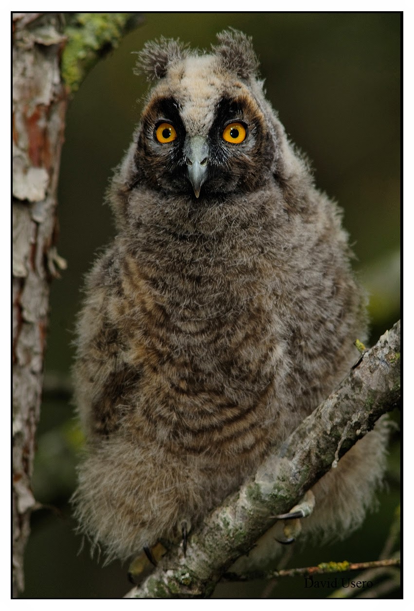 La naturaleza que nos rodea: Pollos de buho chico (asio otus)